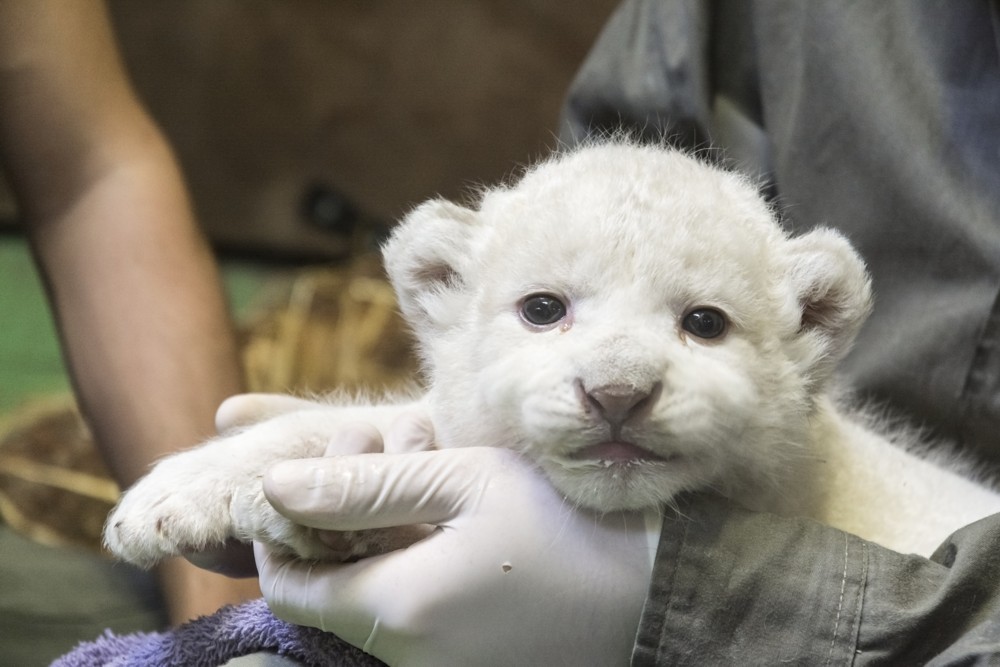 Weisser Löwe im Wildpark Szeged geboren! | Ungarn-TV.com | Reisemagazin ...