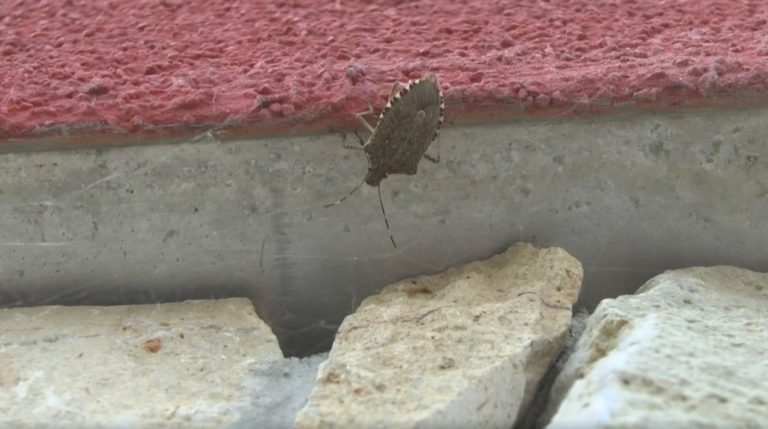 Wanzenplage in Ungarn! | Ungarn-TV.com | Reisemagazin & Aktuelle ...